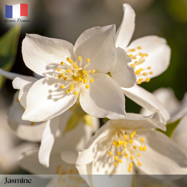 Jasmine – Formula101hk