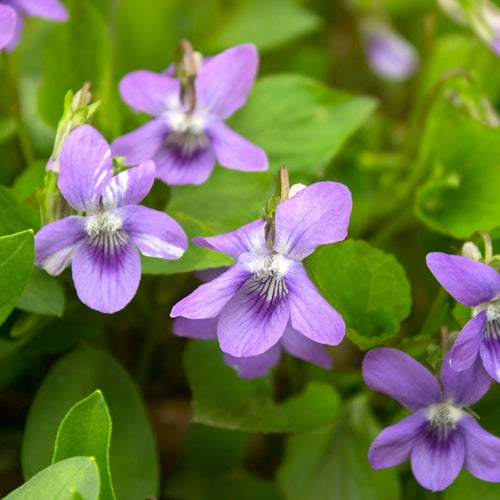 Undecavertol 甲基癸烯醇 – Formula101hk